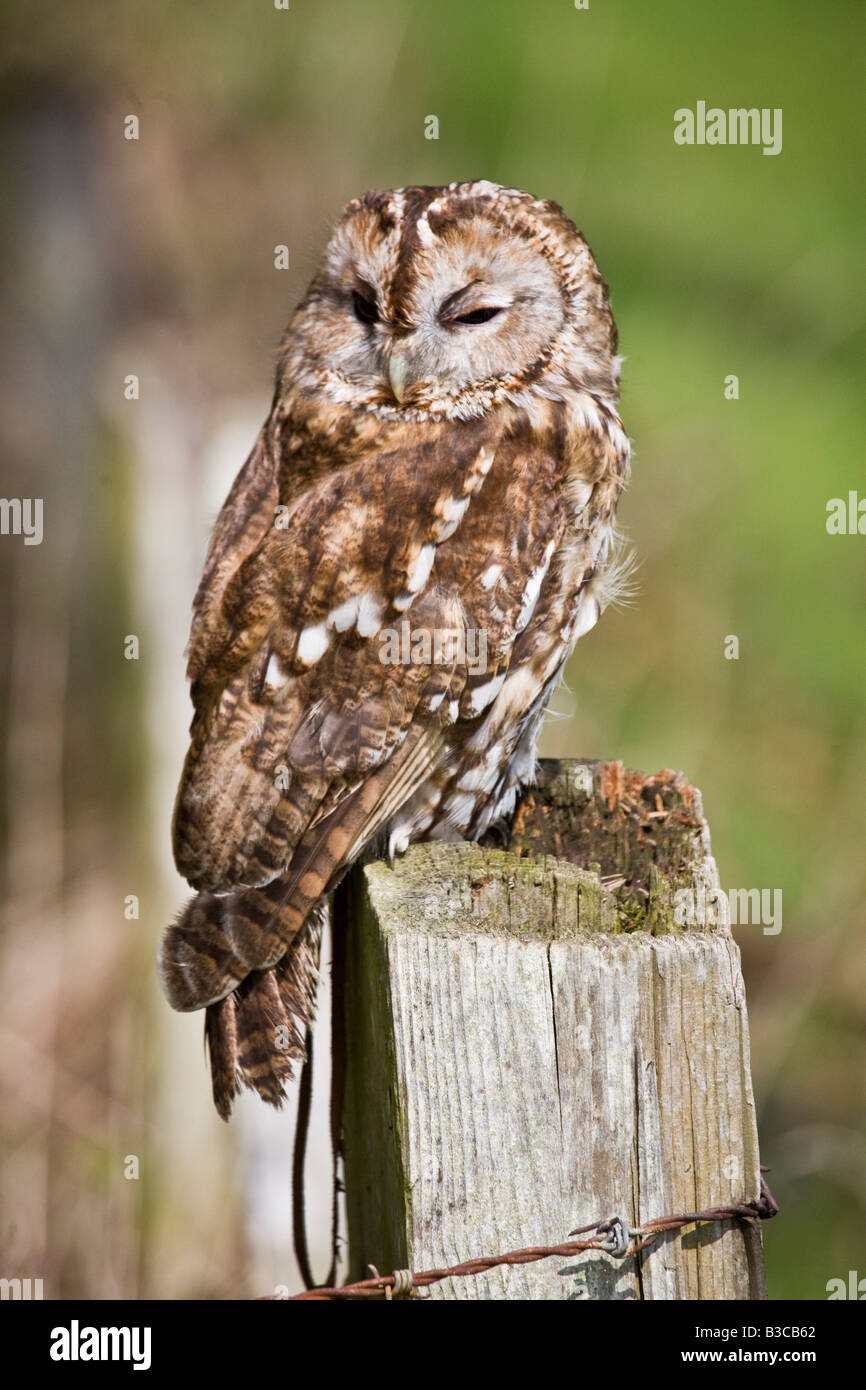 Tawny Owl on Fence Post Stock Photo - Alamy
