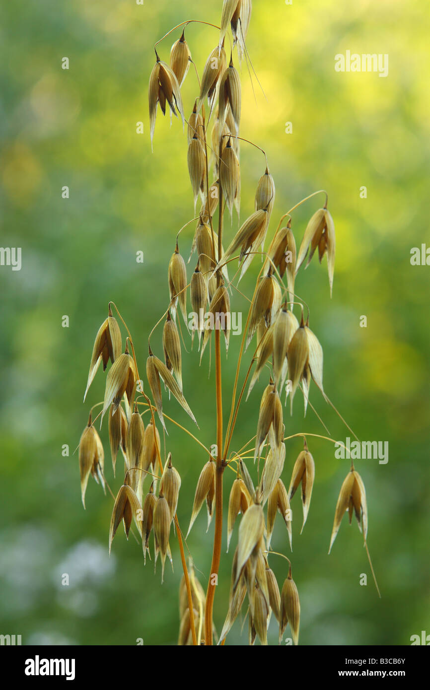 Avena sativa hi-res stock photography and images - Alamy