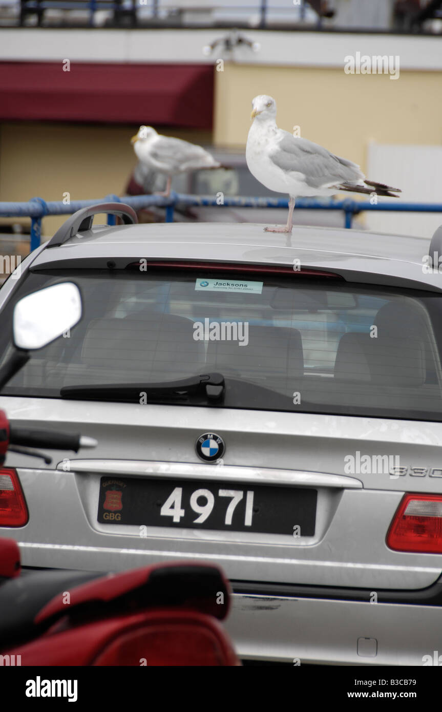 Seagulls sitting on a BMW car with Guernsey number plates in St ...