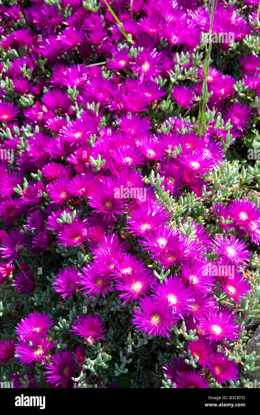 Malephora hi-res stock photography and images - Alamy