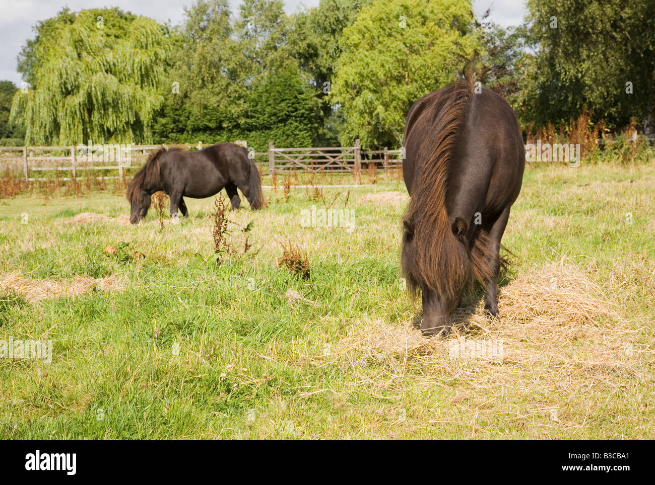 Two shetland pony horses hi-res stock photography and images - Alamy