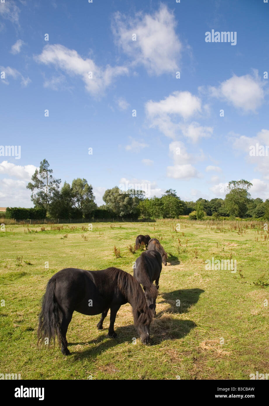 Ponies in a field hi-res stock photography and images - Alamy