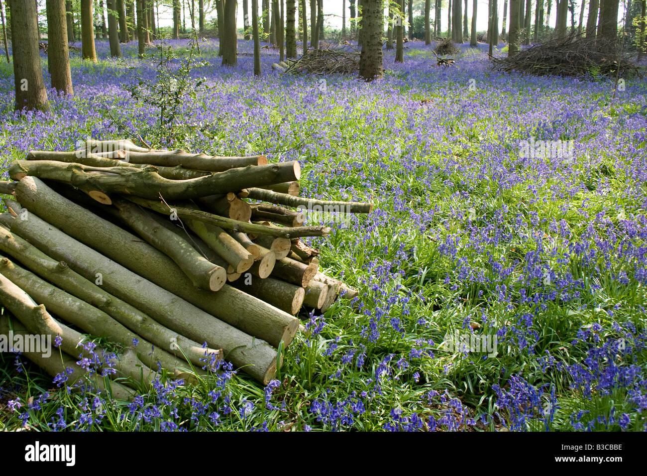 Managed woodland at Oakfrith Wood with piles of logs and carpet of ...