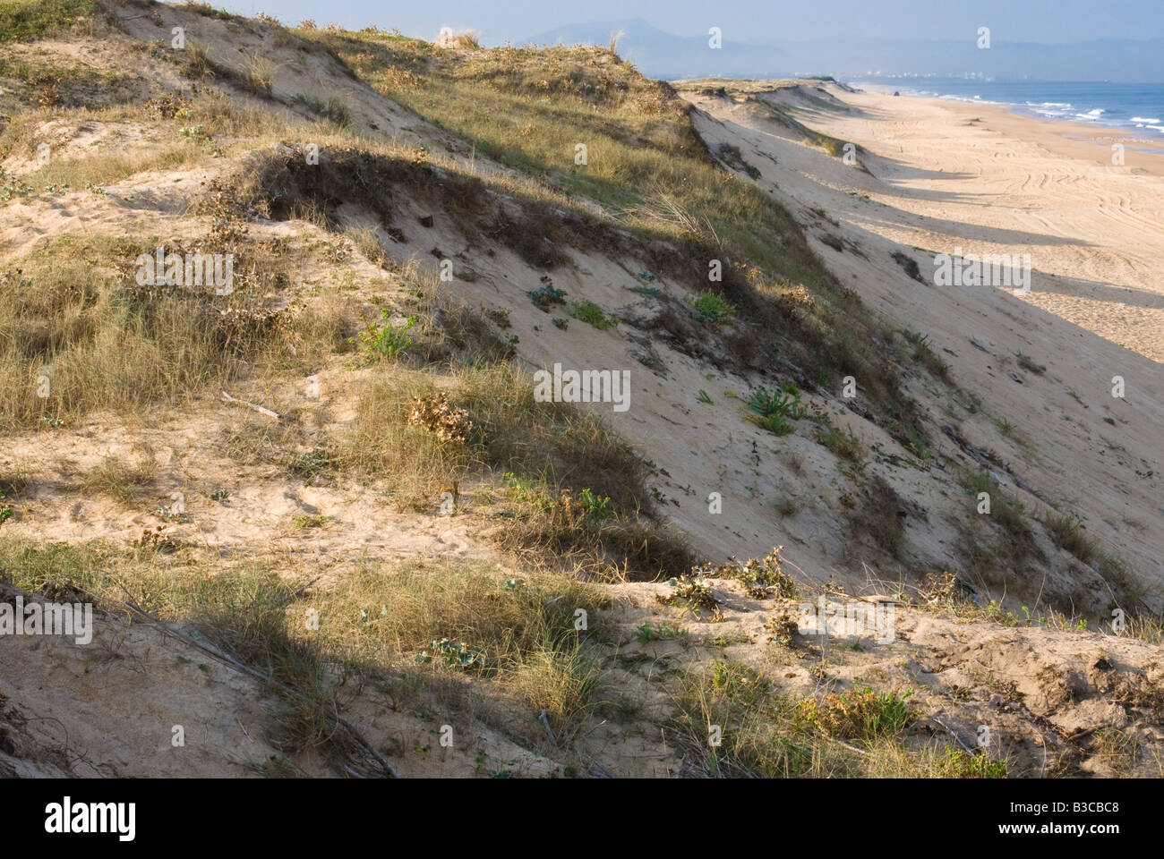 The seaward edge of a coastal sand dune system Stock Photo - Alamy