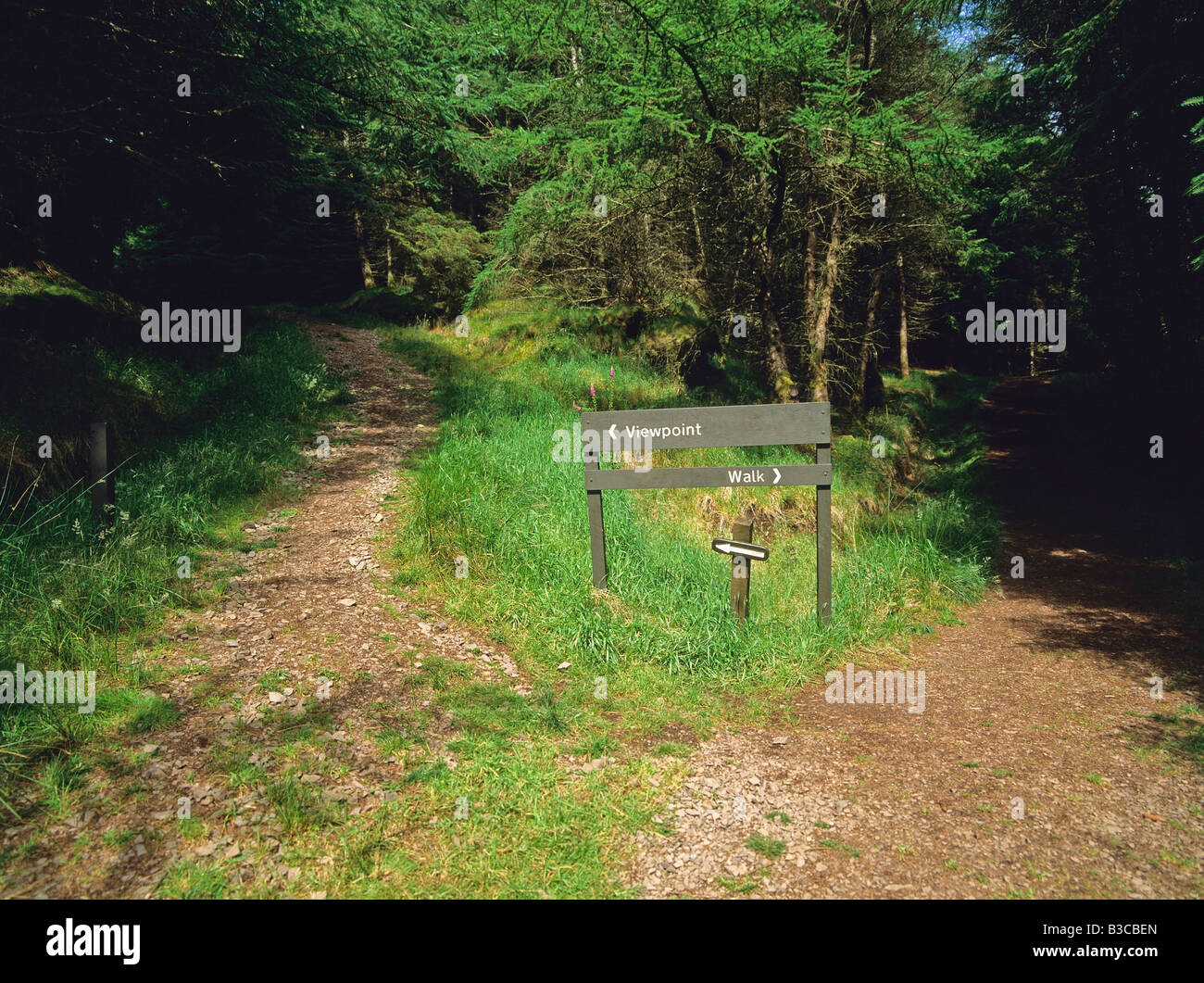 a trail and footpath in a forest Stock Photo - Alamy
