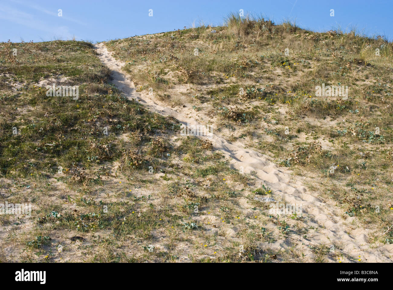 A footpath accross a coastal sand dune has exposed the underlying sand ...