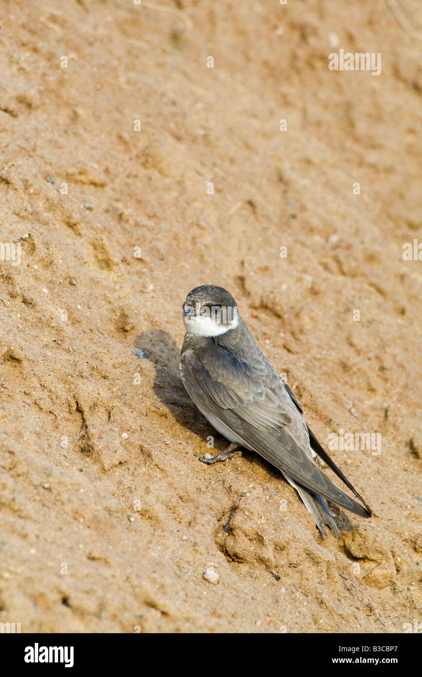 Sand Martin (Riparia riparia Stock Photo - Alamy