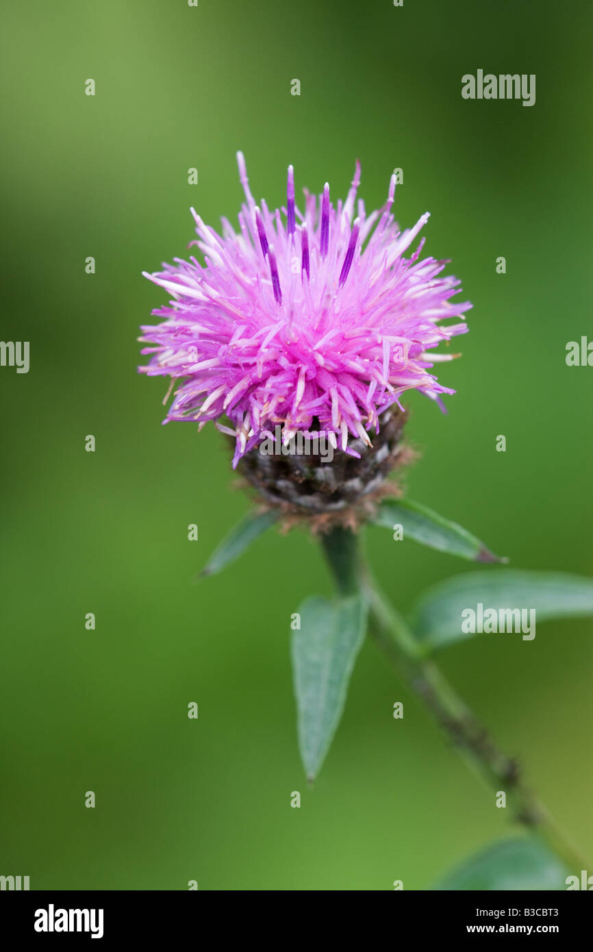 Common (Black) Knapweed Centaurea nigra close-up of flower Stock Photo ...