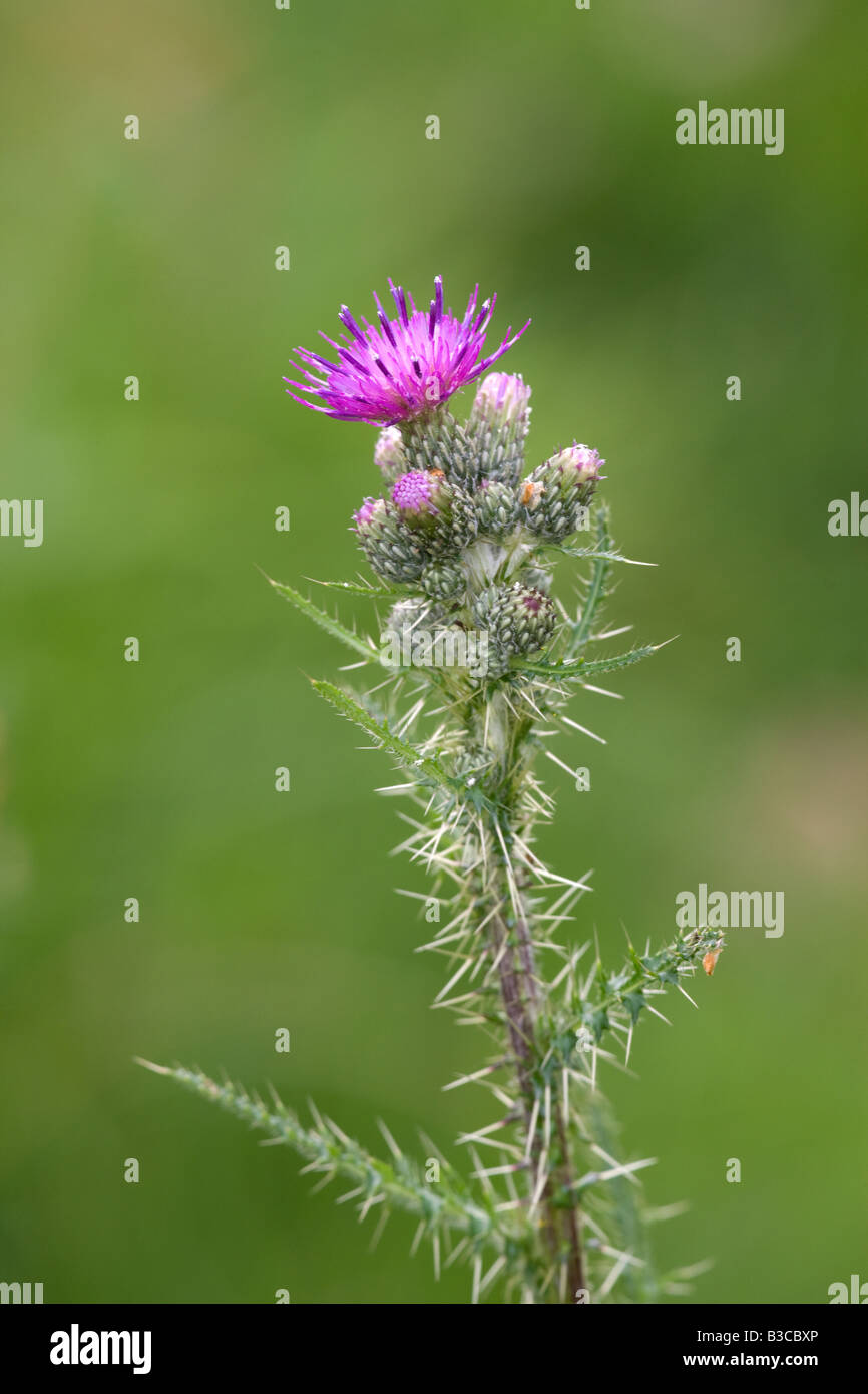 Marsh Thistle Cirsium palustre plant in flower Stock Photo - Alamy