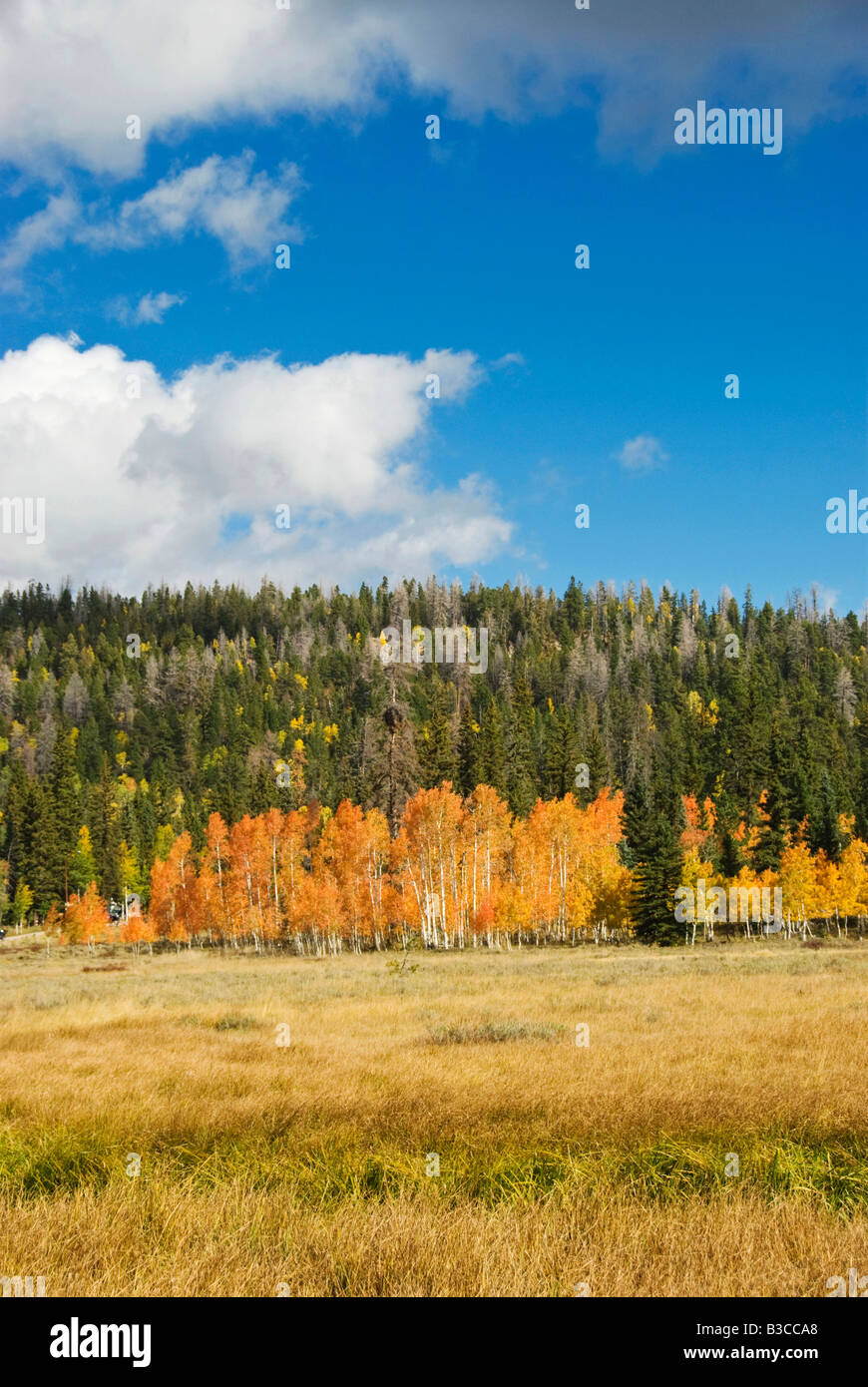 Cedar trees in autumn landscape hi-res stock photography and images - Alamy