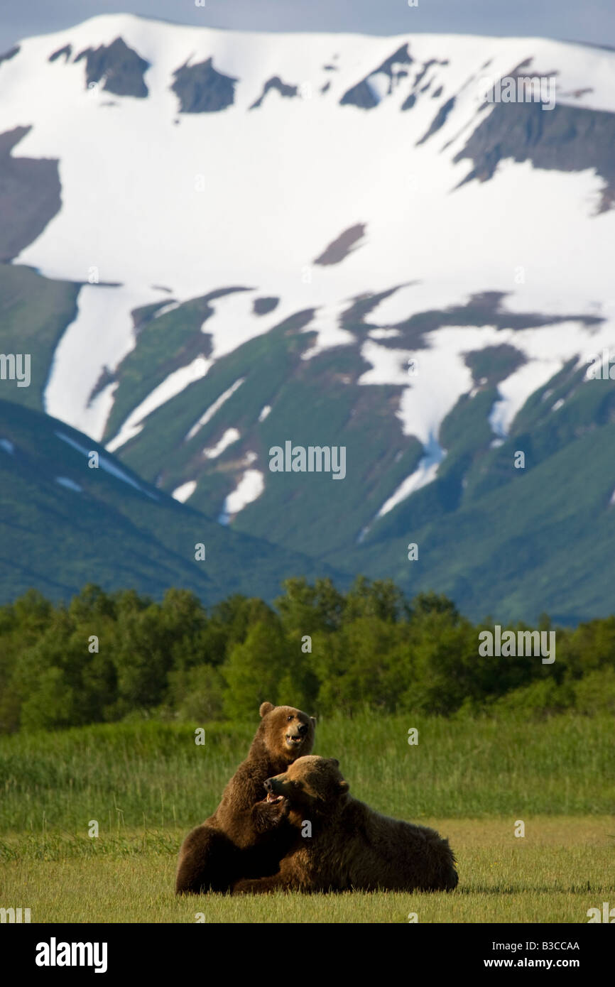 Bear adolescent grizzly bear hi-res stock photography and images - Alamy