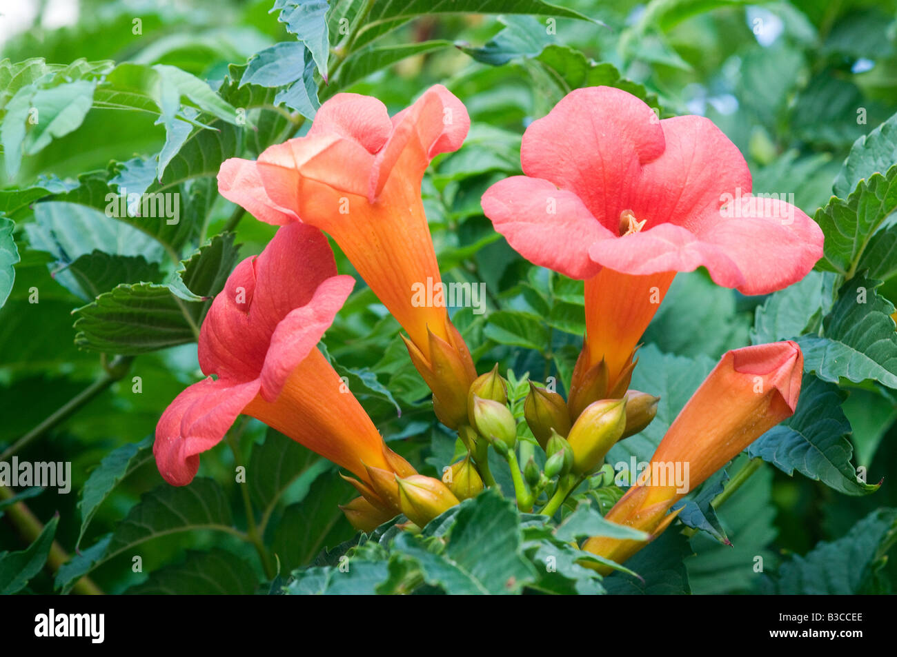 Oleander plant hi-res stock photography and images - Alamy
