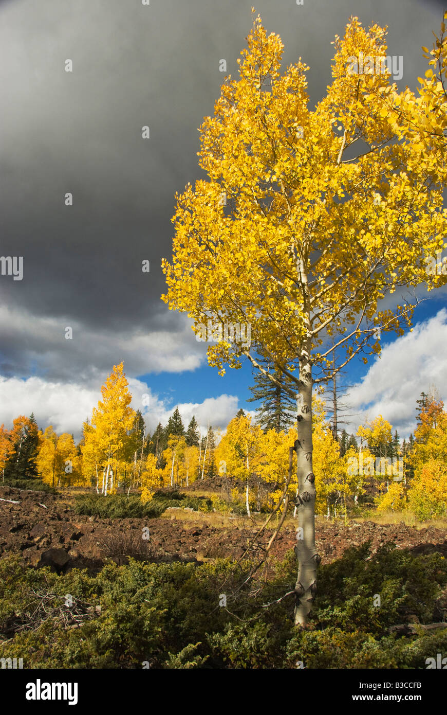 Fall colors line the lava fields at Cedar Breaks National Monument Utah ...