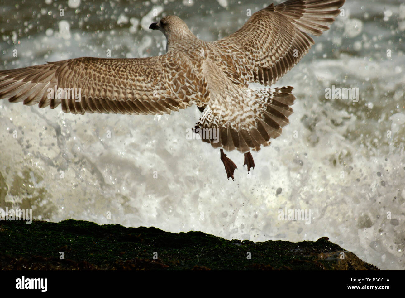 Grey seagull bird escaping quick fly huge sea water wave high winds ...