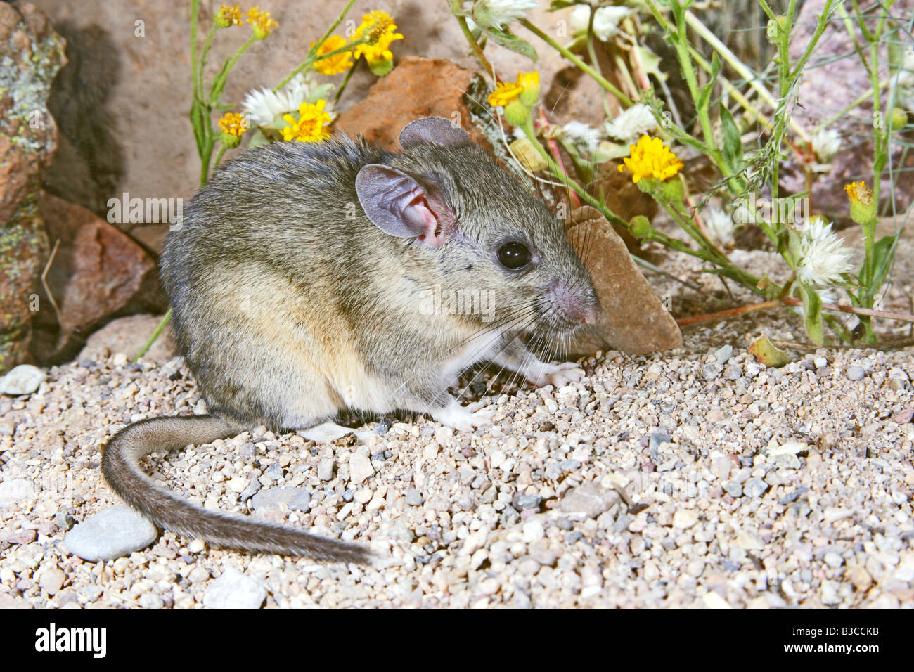 White-throated Woodrat Neotoma albigula Elgin Cochise COunty Arizona ...