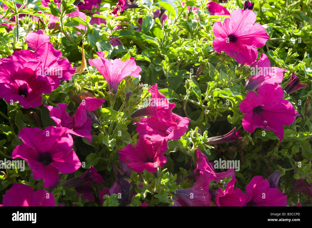Pink Bell Flowers Stock Photos & Pink Bell Flowers Stock Images - Alamy