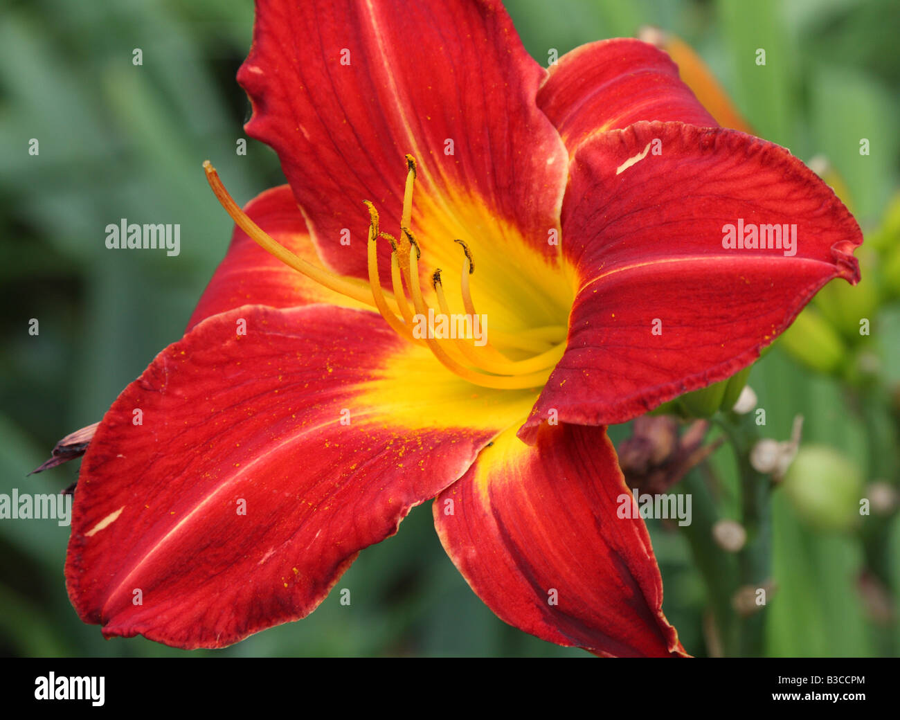 Red lily hi-res stock photography and images - Alamy