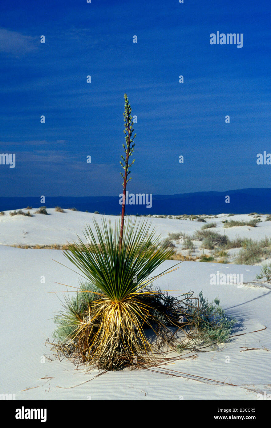 yucca plant, yucca, plant, soap tree, White Sands National Monument ...