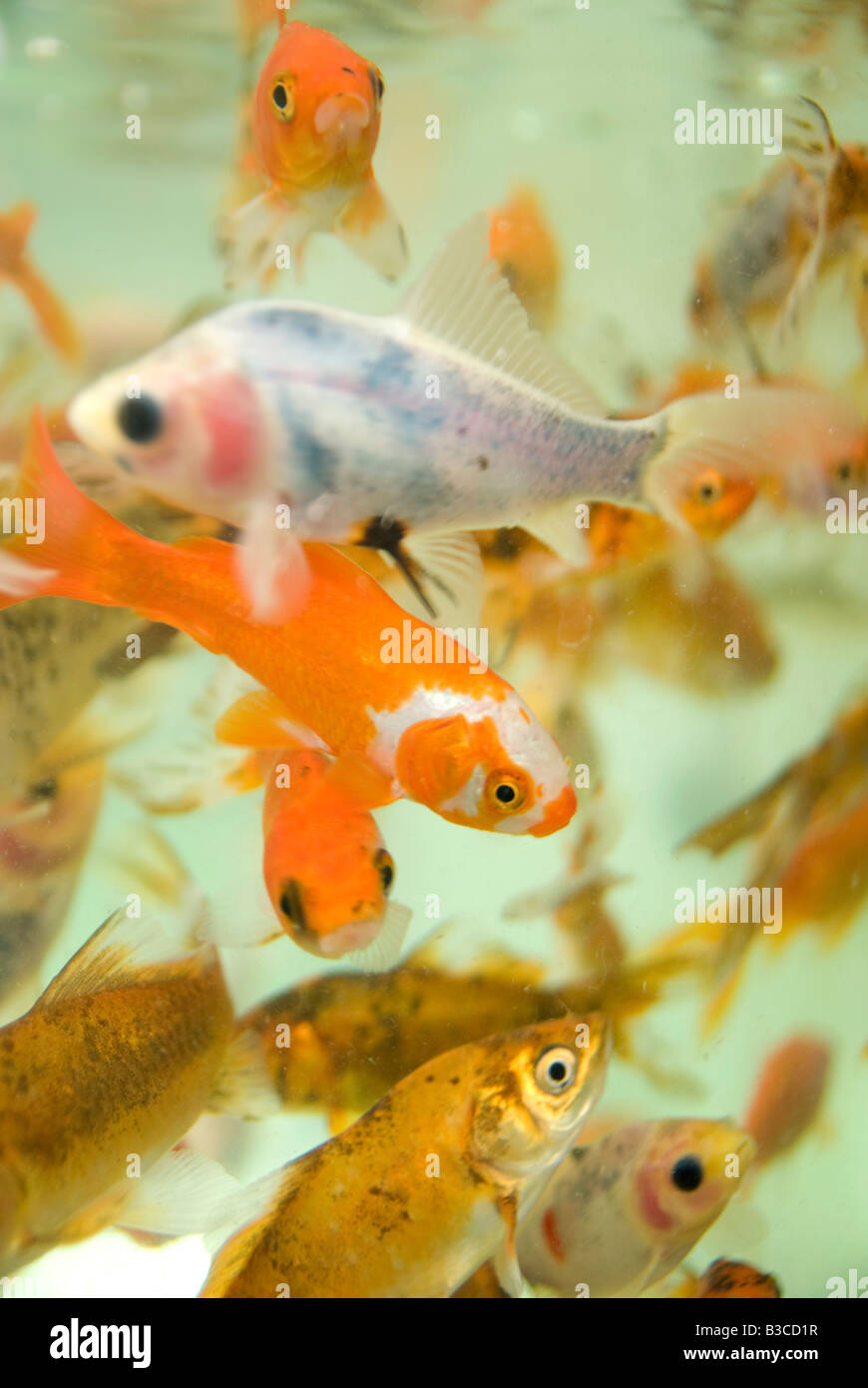 Loads of fish hi-res stock photography and images - Alamy