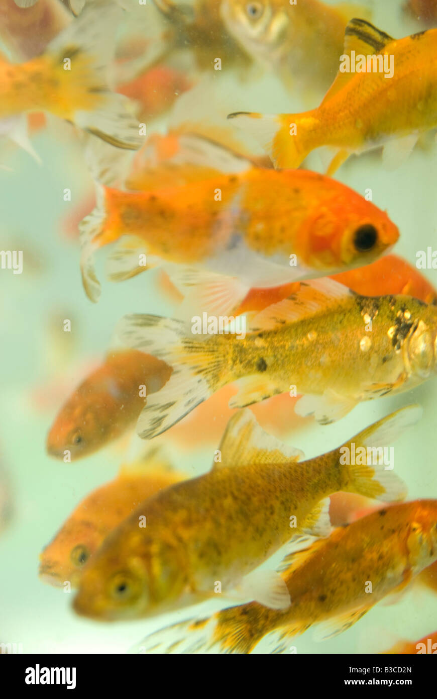 Gold fish hi-res stock photography and images - Alamy