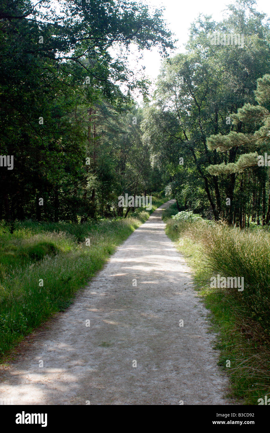 Woodland path along the Simonside trail, Northumberland, UK Stock Photo ...