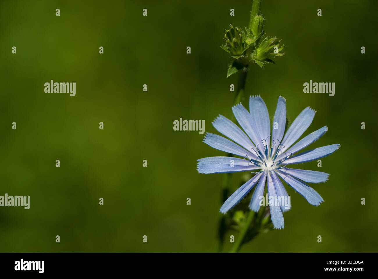Chicory flower against the green of summer colors Stock Photo - Alamy