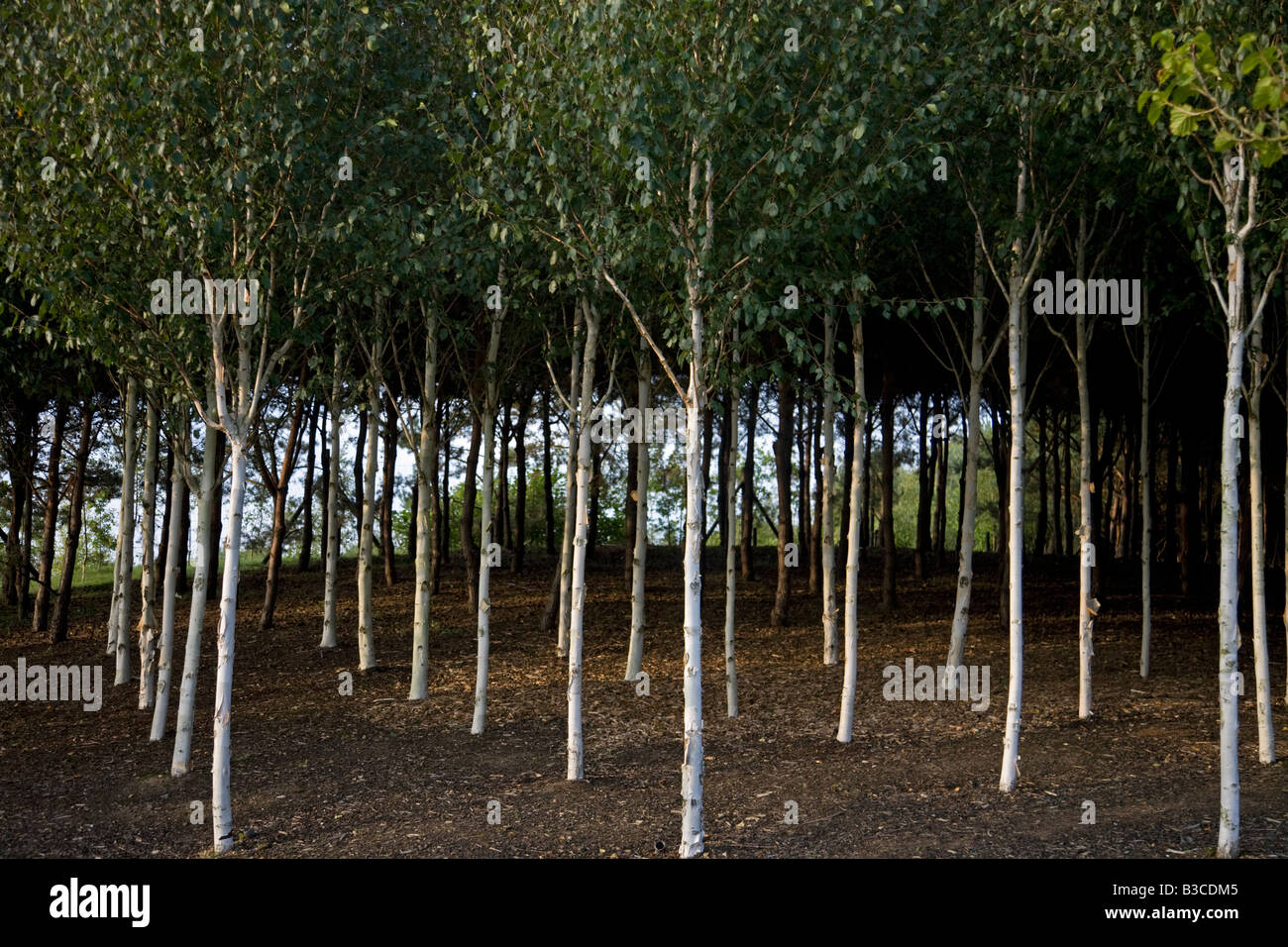 Rows of silver birch hi-res stock photography and images - Alamy
