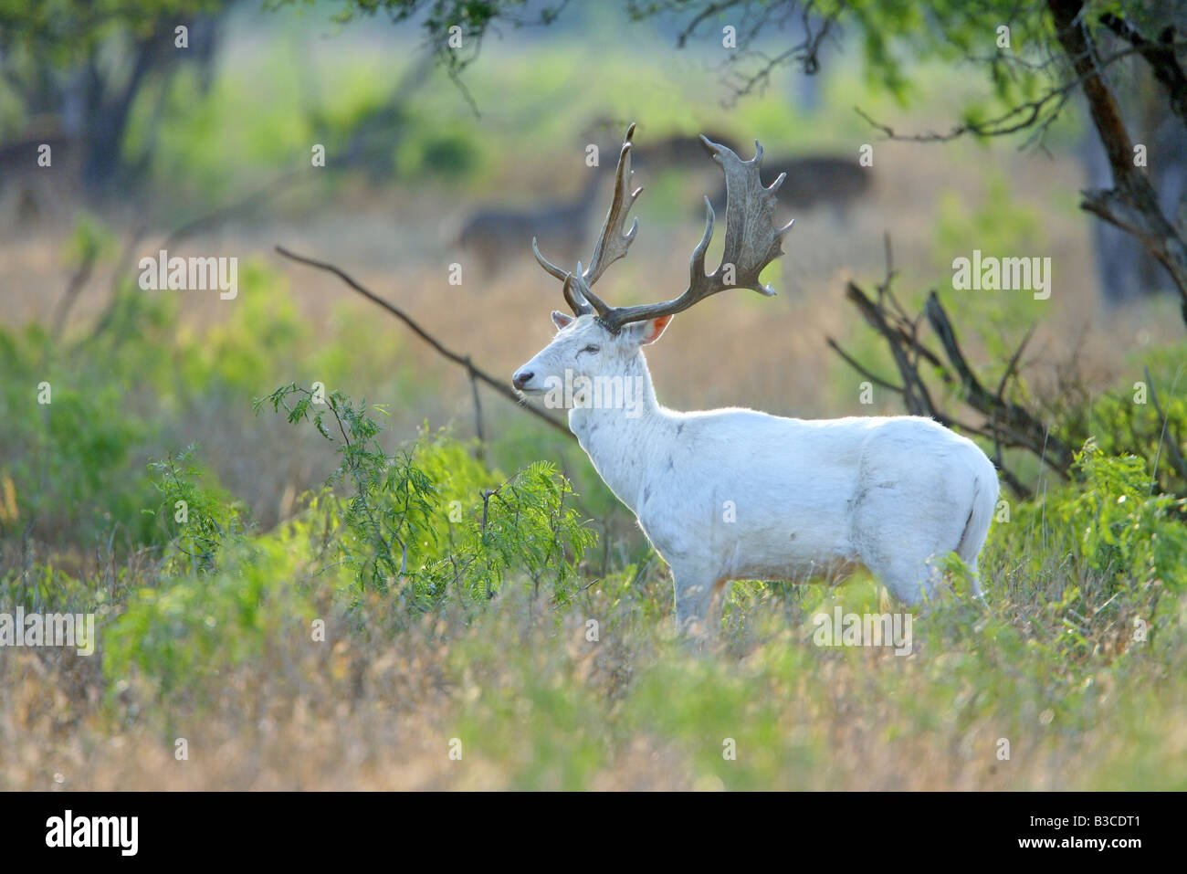 Fallow Deer Dama dama McAllen Texas United States 24 March Adult Male ...