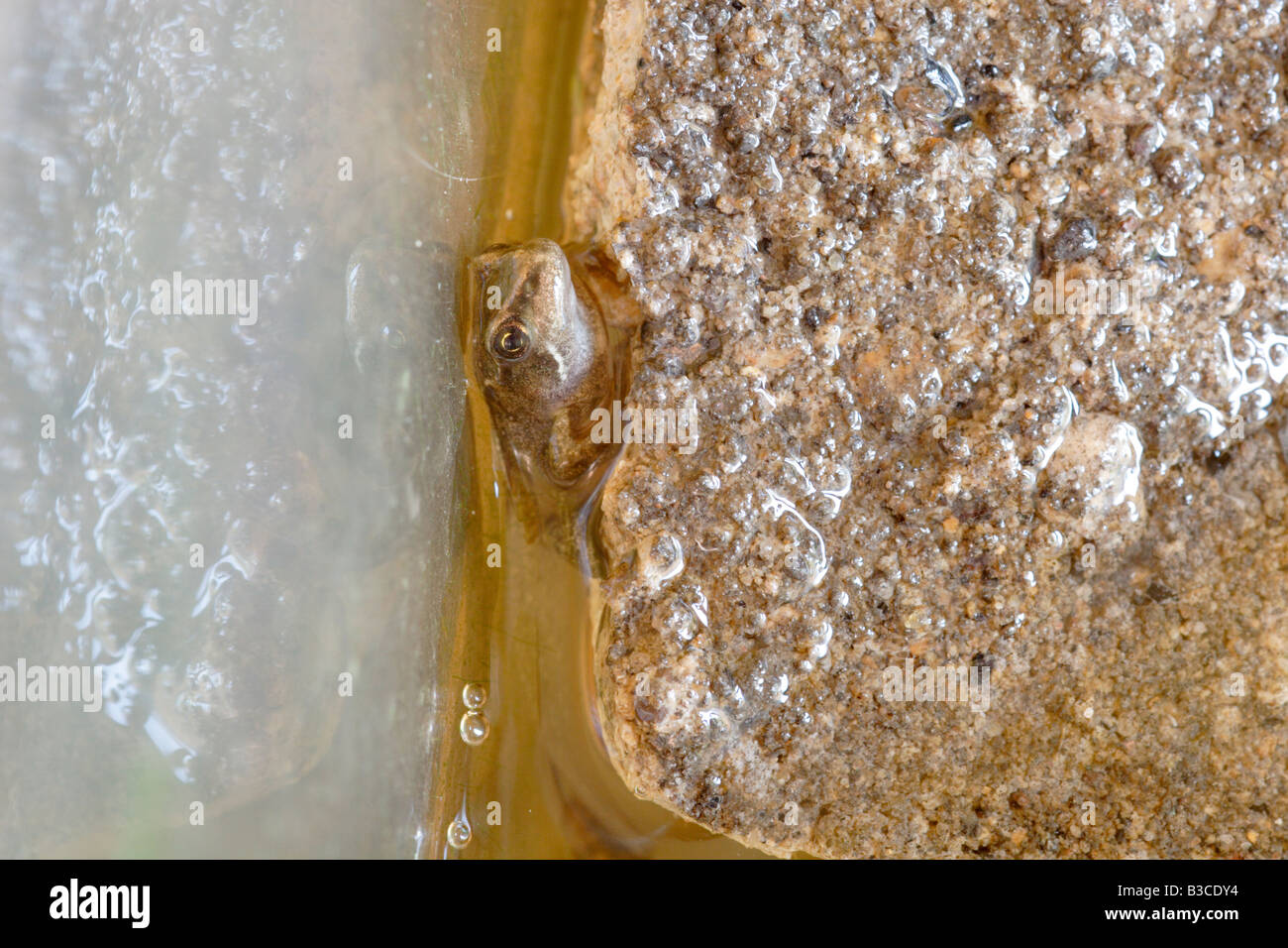 Common froglet still with tail, emerging from water onto a rock, UK ...