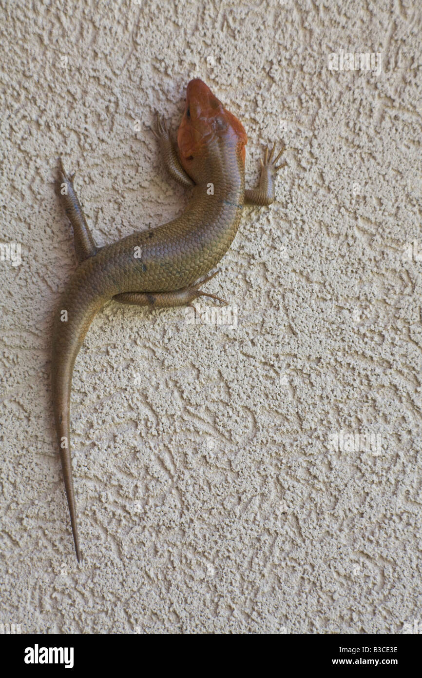 Broad-headed Skink Eumeces laticeps Stock Photo - Alamy