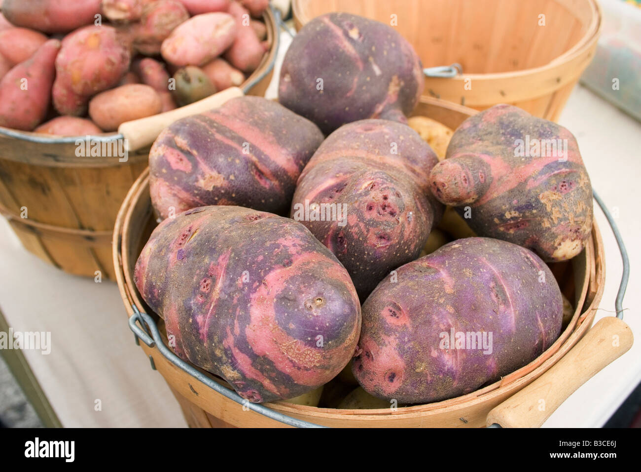 Bushel of Purple Viking Potatoes displayed at a vegetable market Stock ...