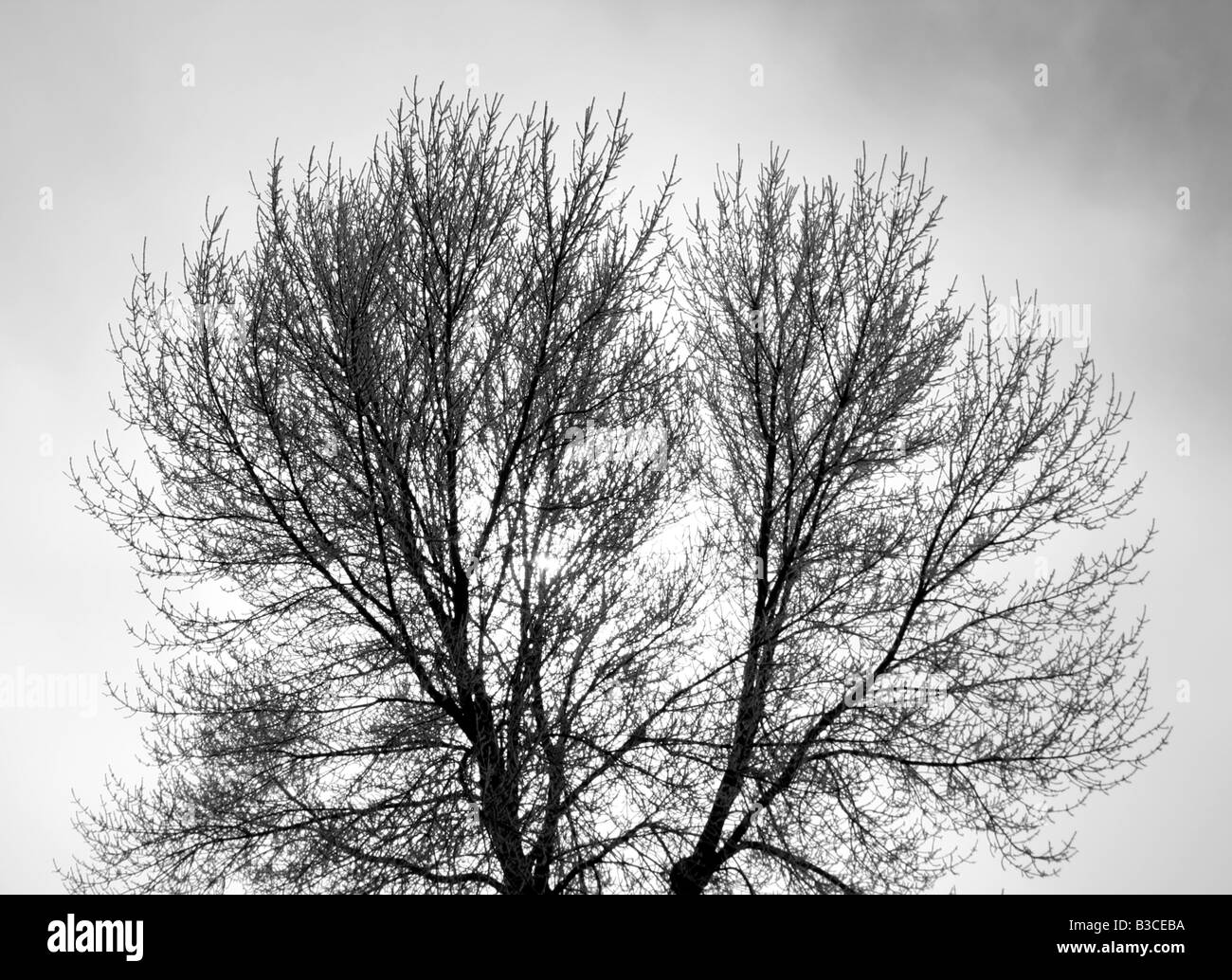 Scary tree branches Black and White Stock Photos & Images - Alamy