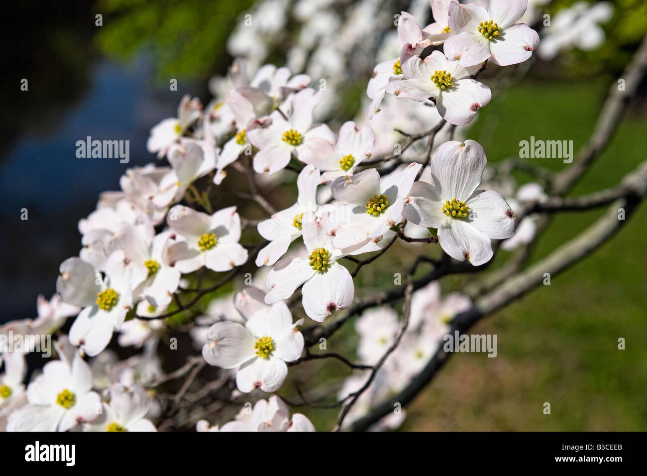 Cornus florida hi-res stock photography and images - Alamy