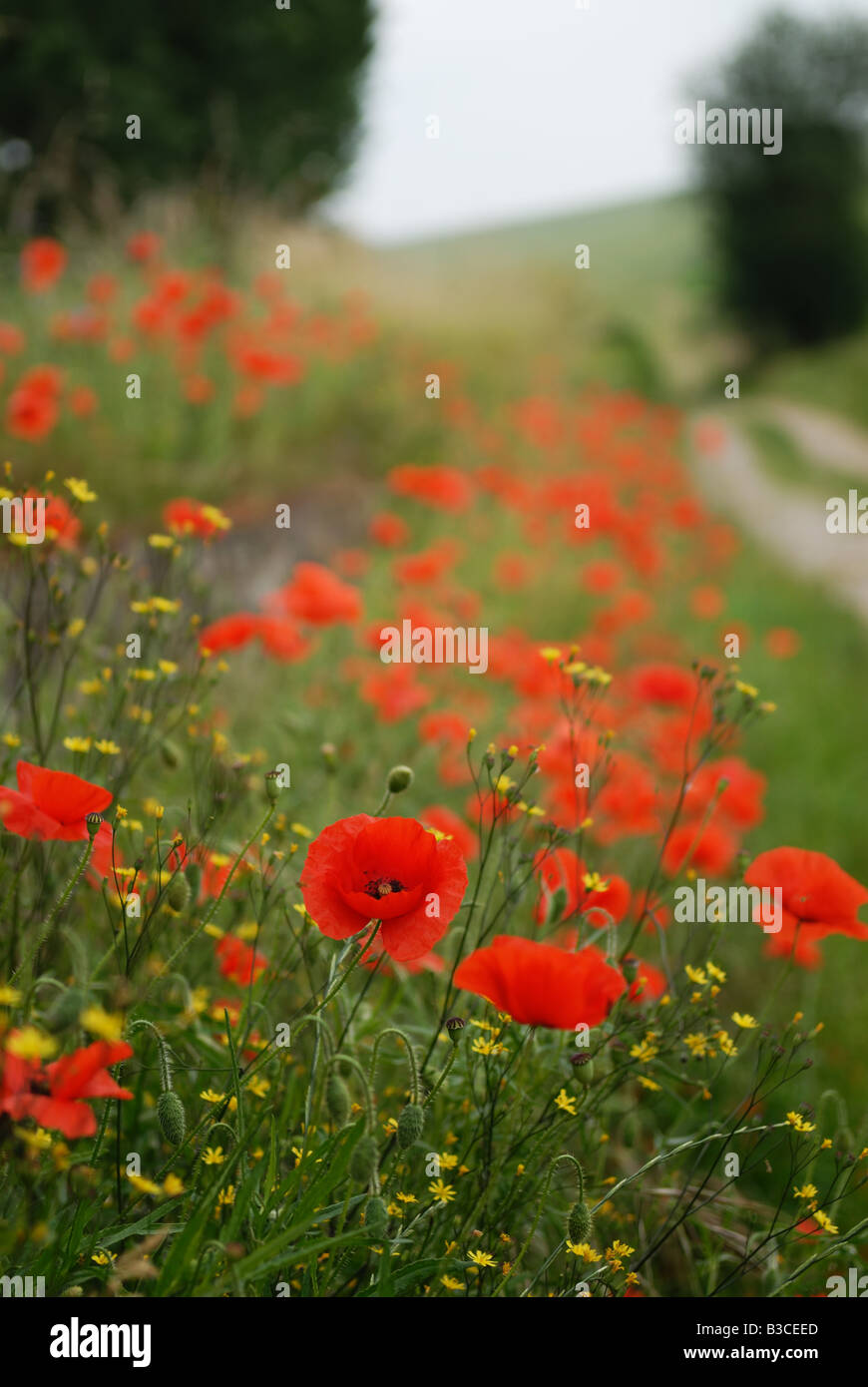 Poppies in road hi-res stock photography and images - Alamy