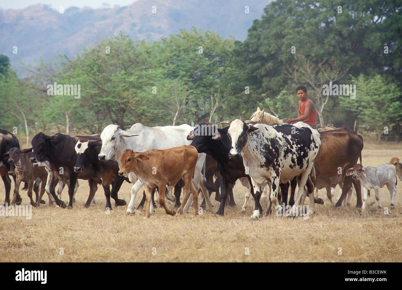 Rounding up cattle hi-res stock photography and images - Alamy