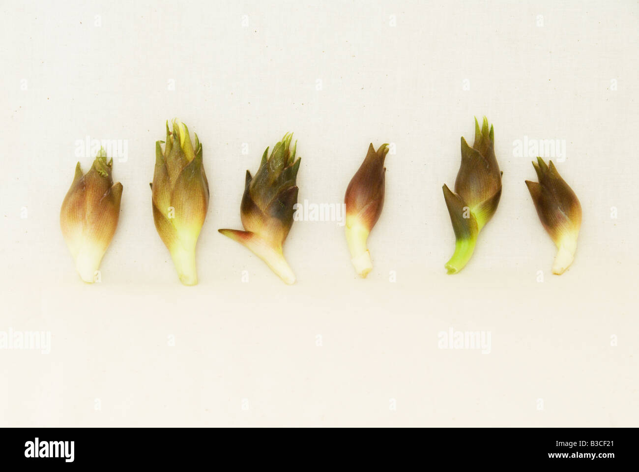 Myoga ginger buds (commonly used as a condiment in Japanese summer and ...