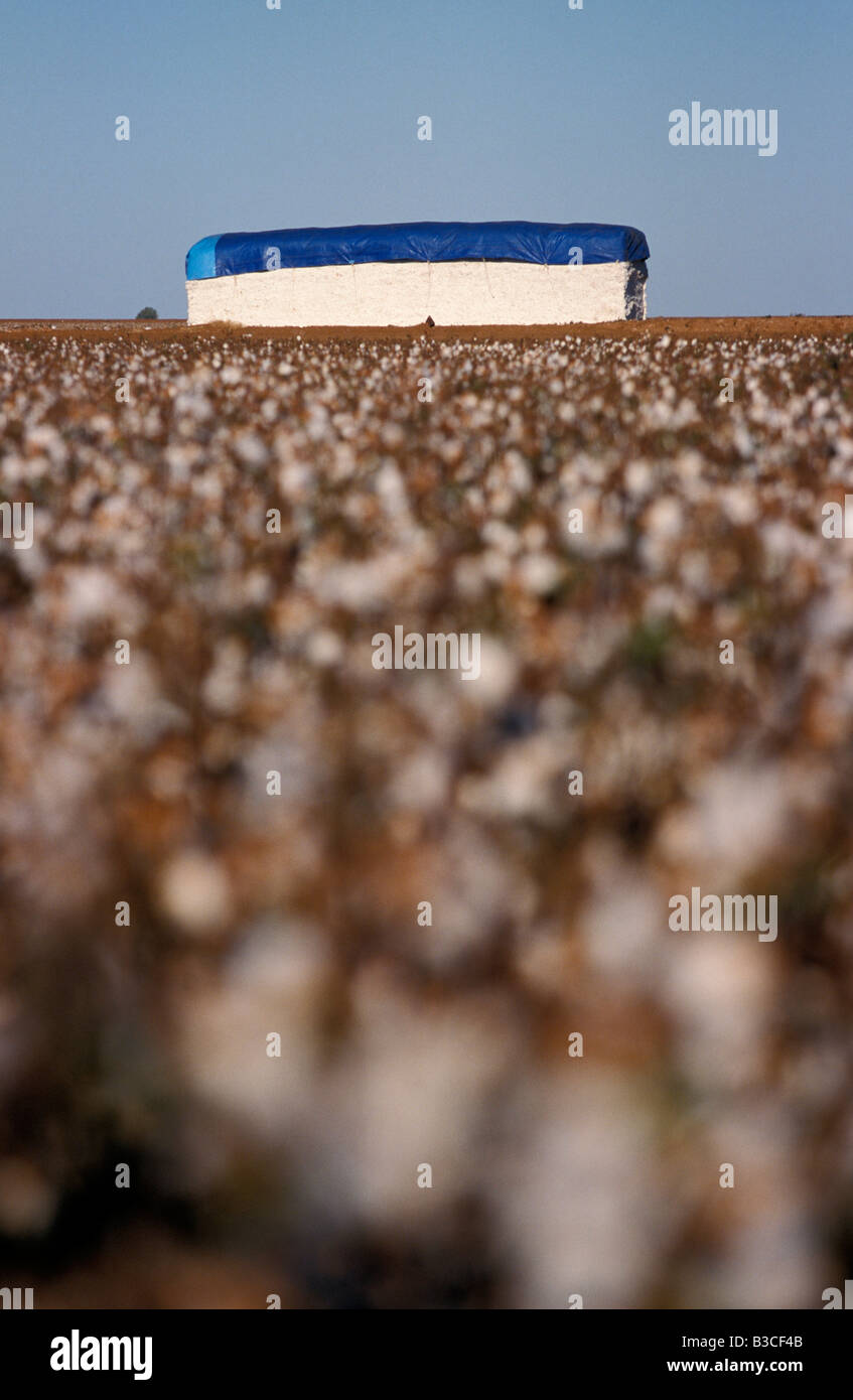 Cotton module hi-res stock photography and images - Alamy