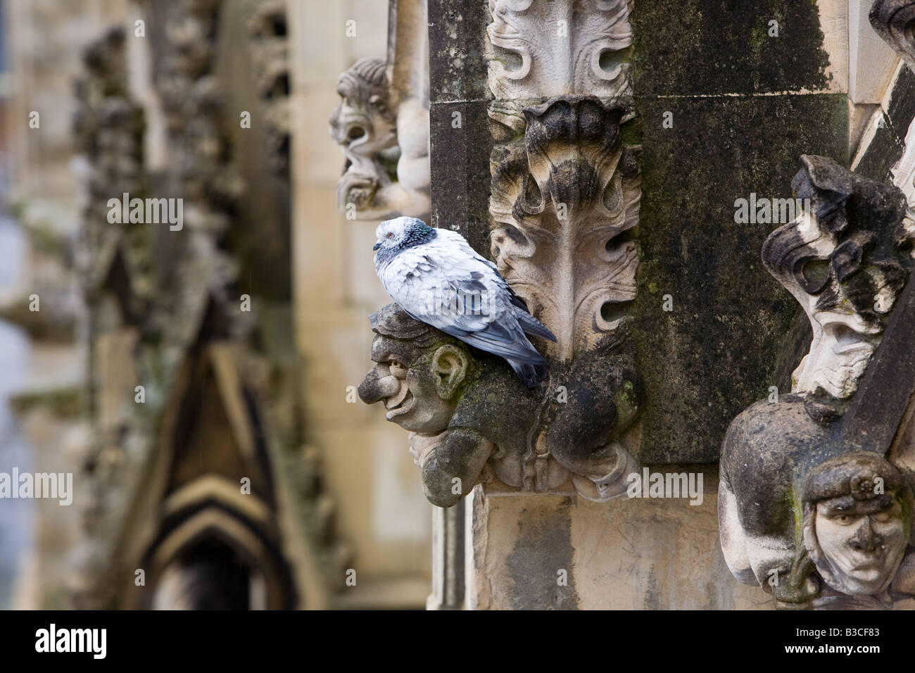 York minster cathedral gargoyle hi-res stock photography and images - Alamy