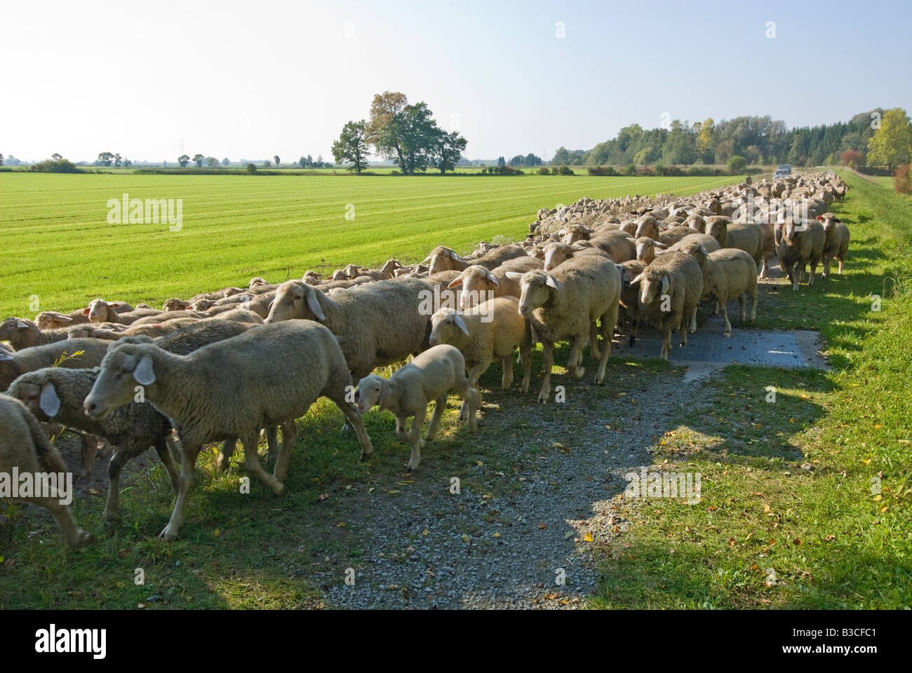 Sheep following shepherd hi-res stock photography and images - Alamy