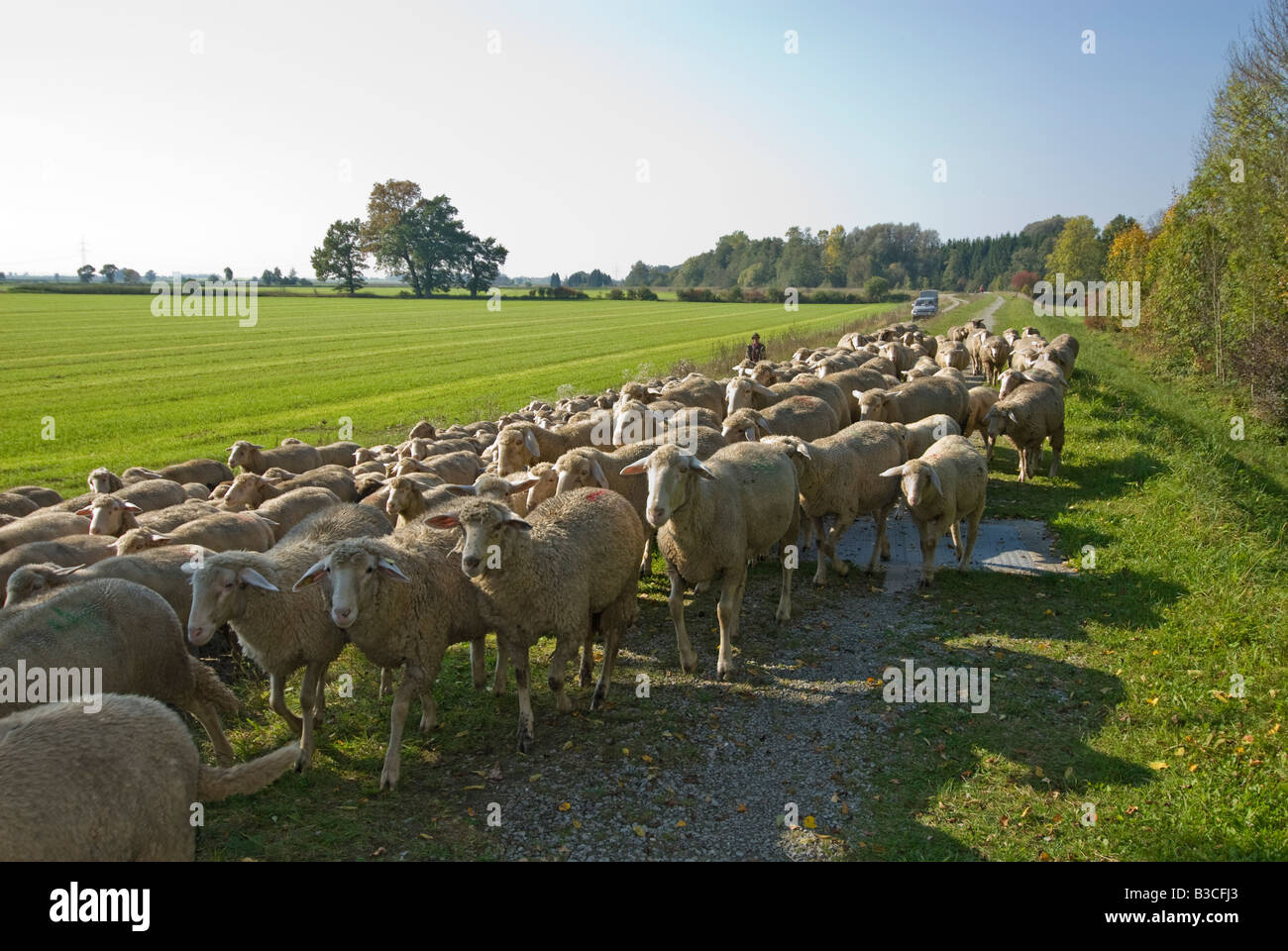 How Do Sheep Follow The Shepherd