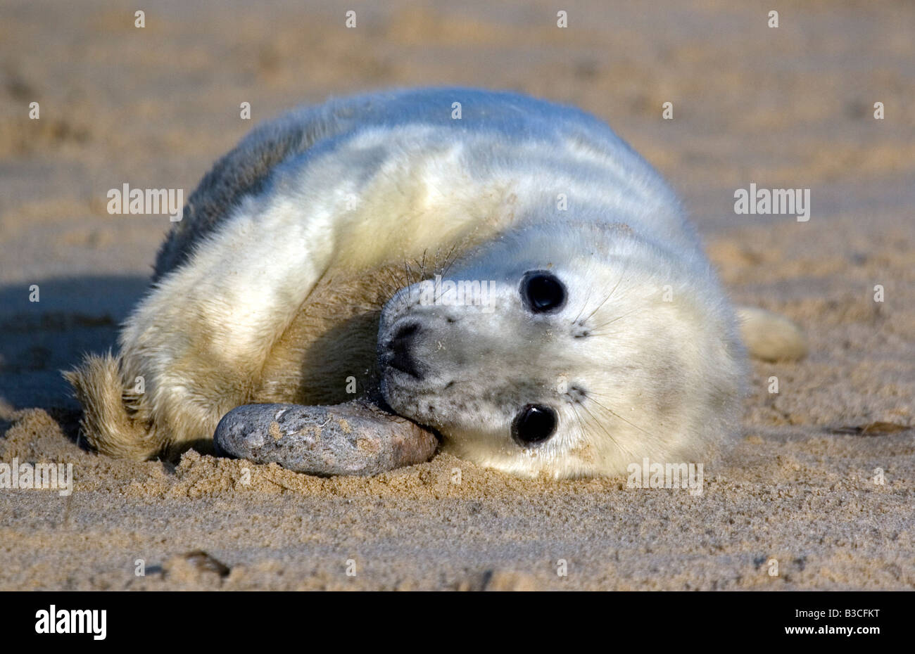Seal pup, portrait Stock Photo - Alamy