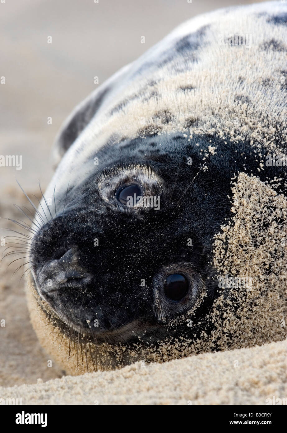 Young seal pup, portrait Stock Photo - Alamy