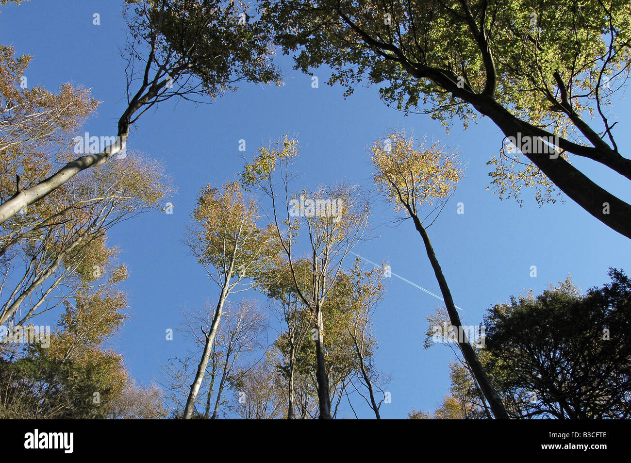 Look up tree hi-res stock photography and images - Alamy