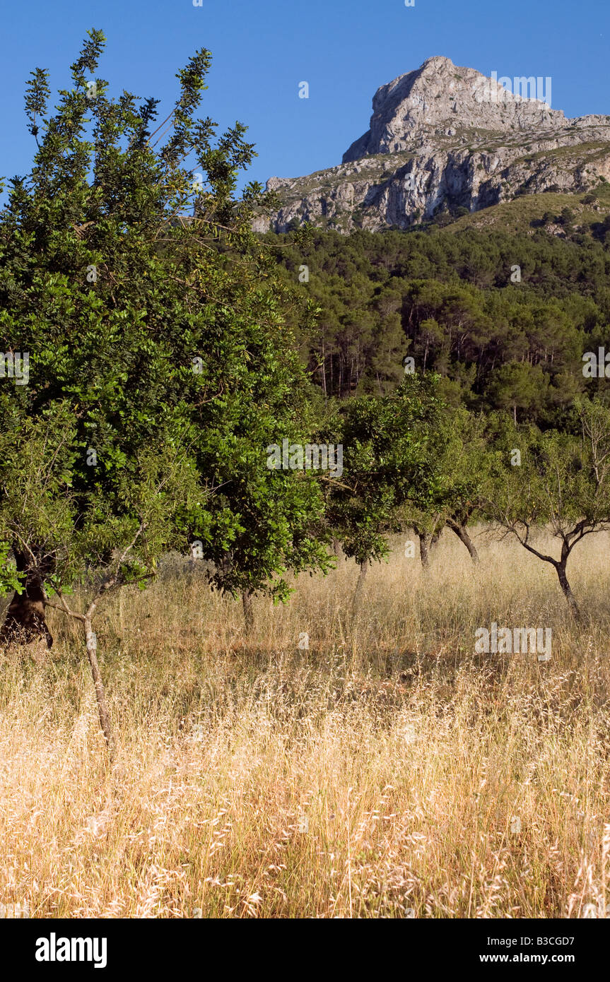 Field in Majorca Stock Photo - Alamy