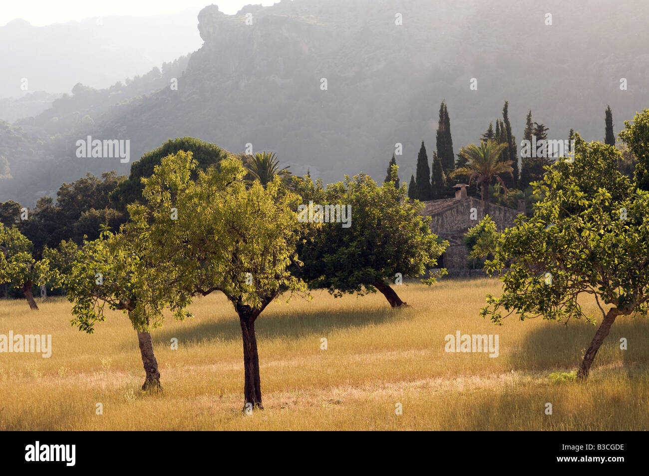 Field in Majorca Stock Photo - Alamy