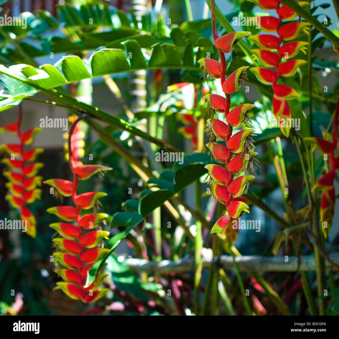 Exotic guatemala hi-res stock photography and images - Alamy