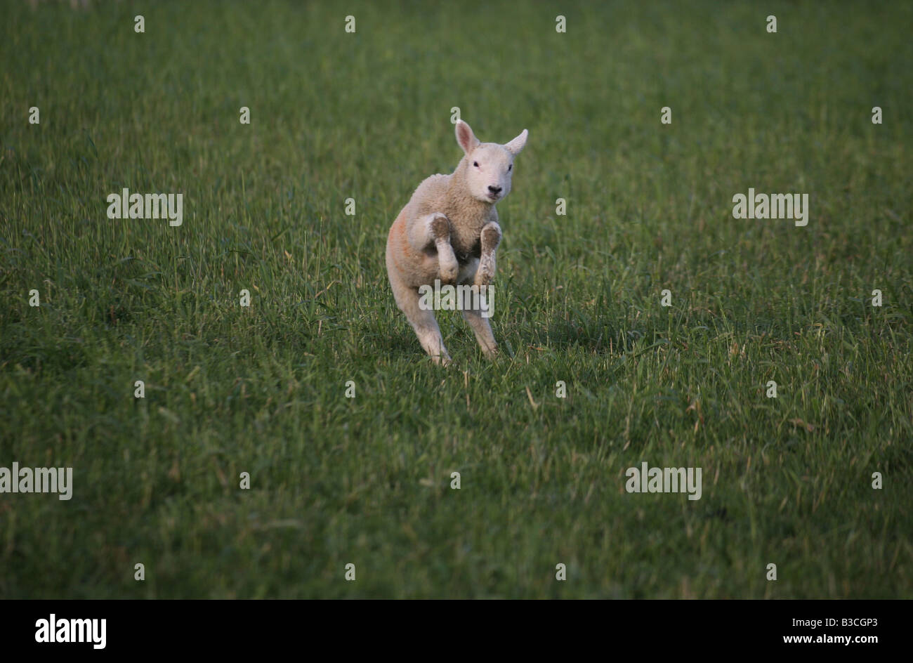 Leaping sheep hi-res stock photography and images - Alamy