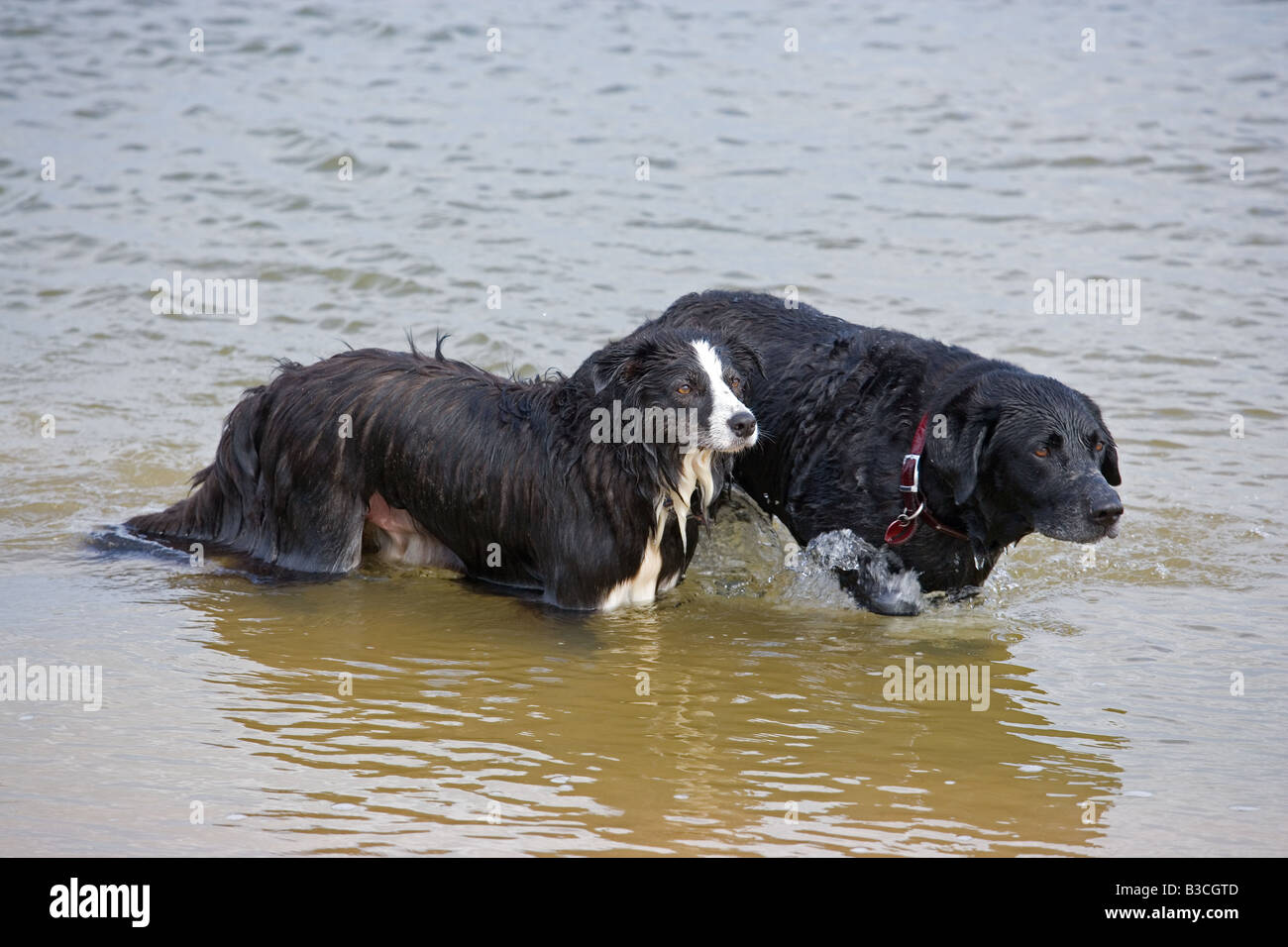Walking border collie labrador hi-res stock photography and images - Alamy