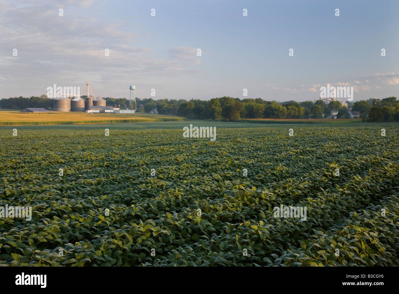 Soybean field hi-res stock photography and images - Alamy