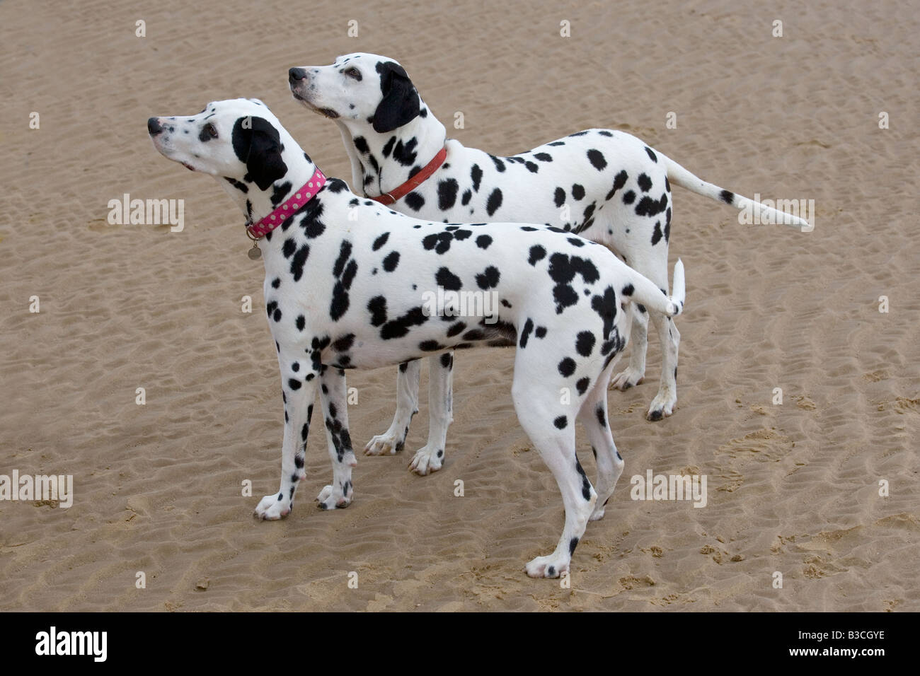 Pet dalmation hi-res stock photography and images - Alamy